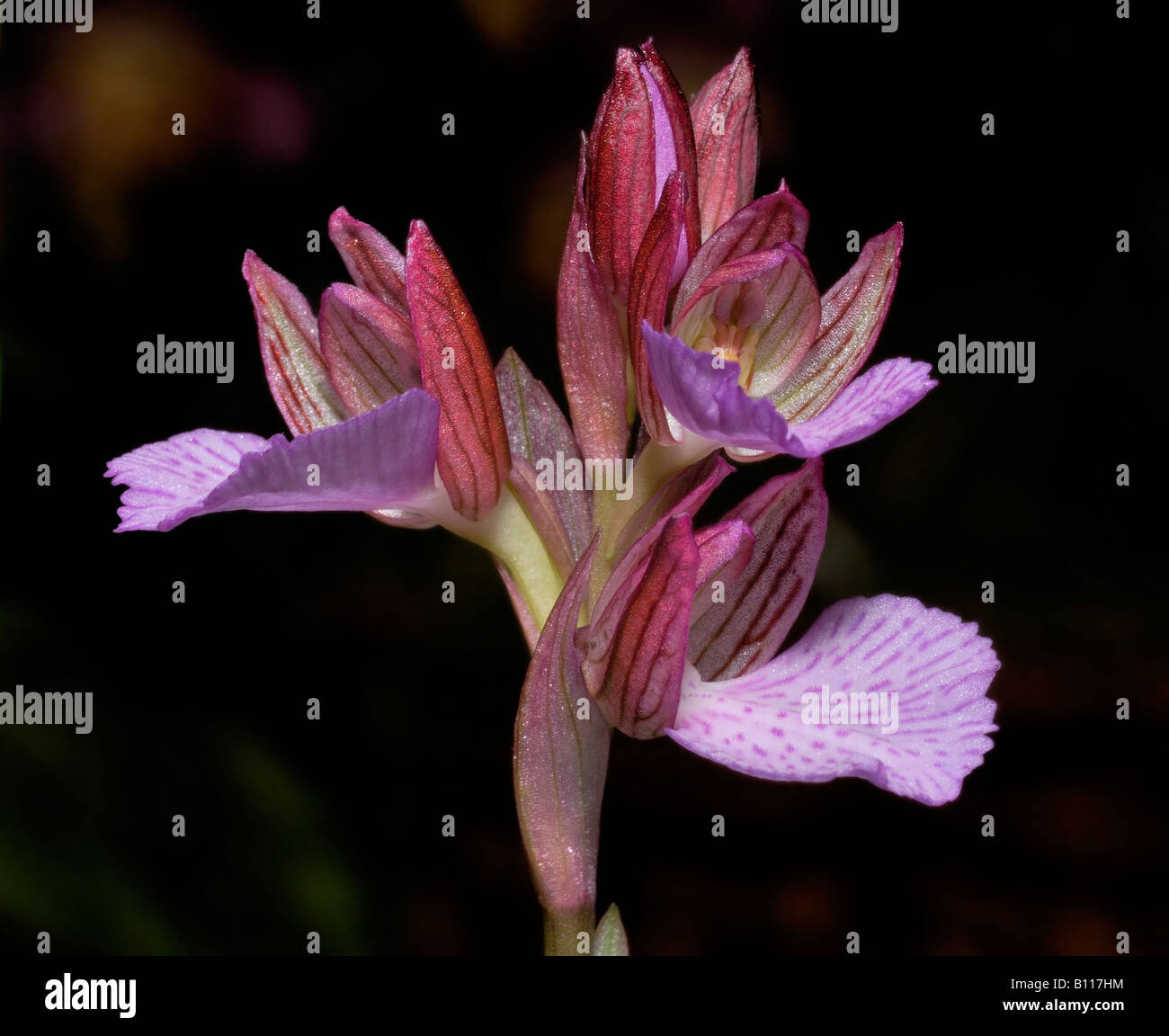 Pink Butterfly Orchid Orchis papilionacea rubra Stock Photo - Alamy
