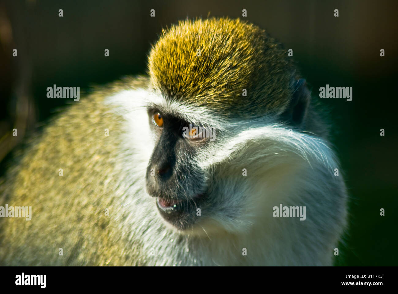 A colobus monkey at sunset Stock Photo - Alamy