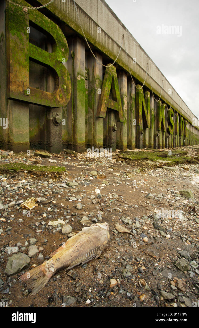 Dead fish on river bed at Bankside, London Stock Photo - Alamy