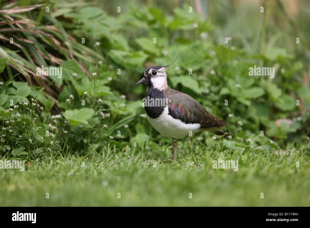Lapwing peewit bird hi-res stock photography and images - Alamy