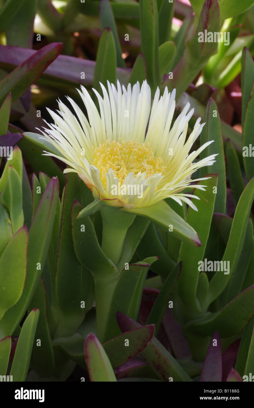 Edulus hi-res stock photography and images - Alamy