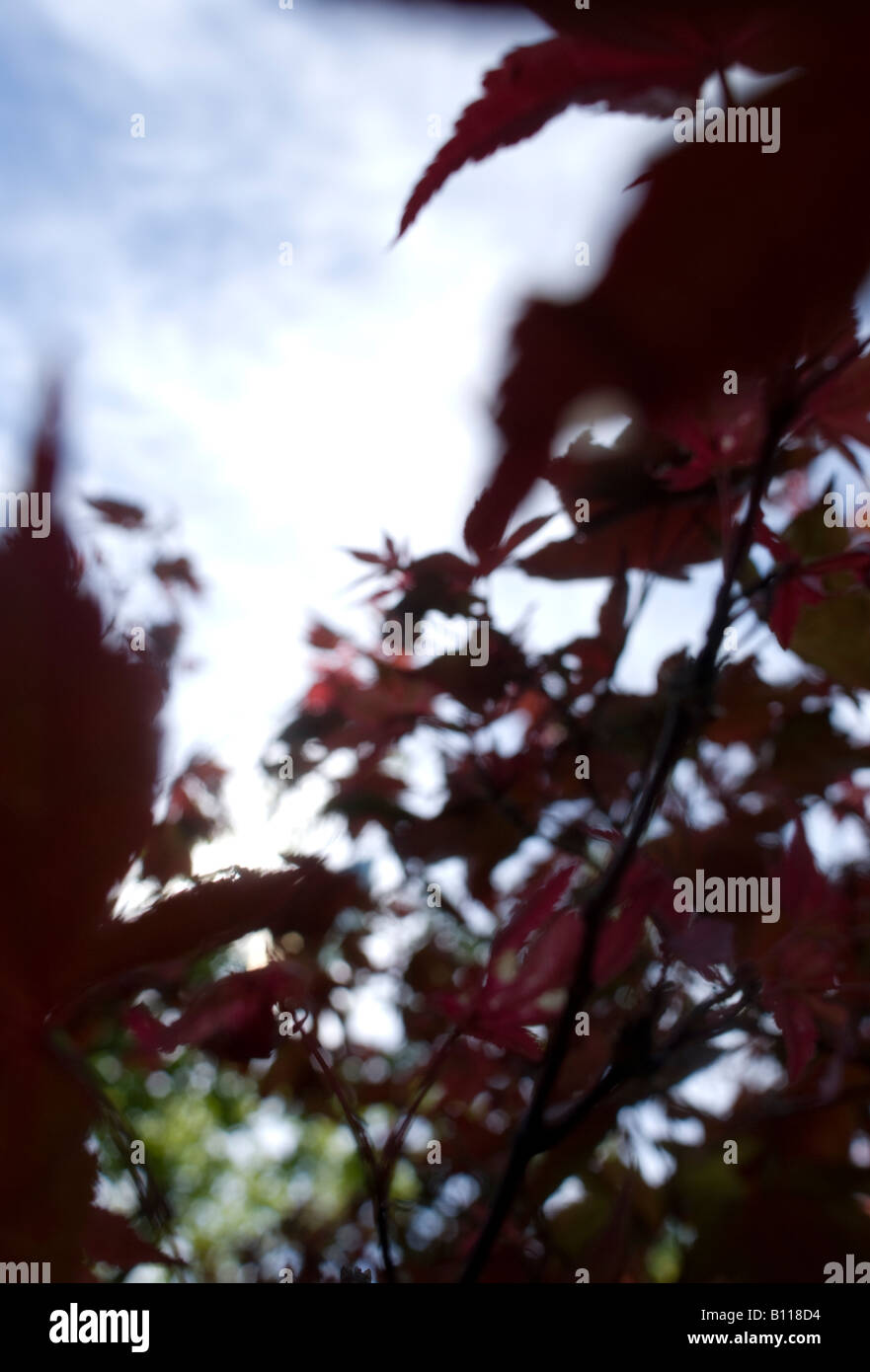 Blood maple hi-res stock photography and images - Alamy