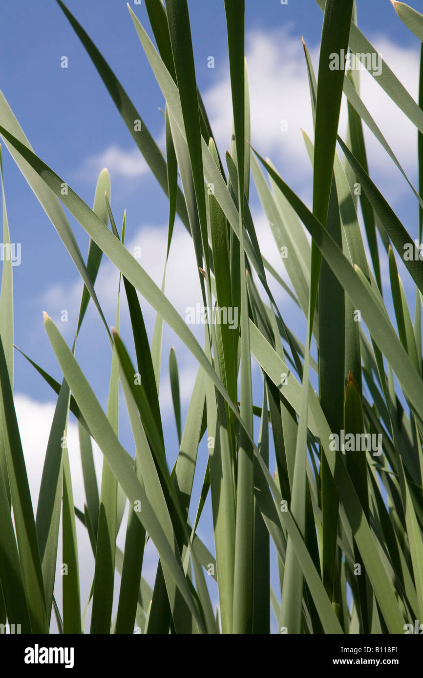 Bulrush leaves and sky Stock Photo - Alamy