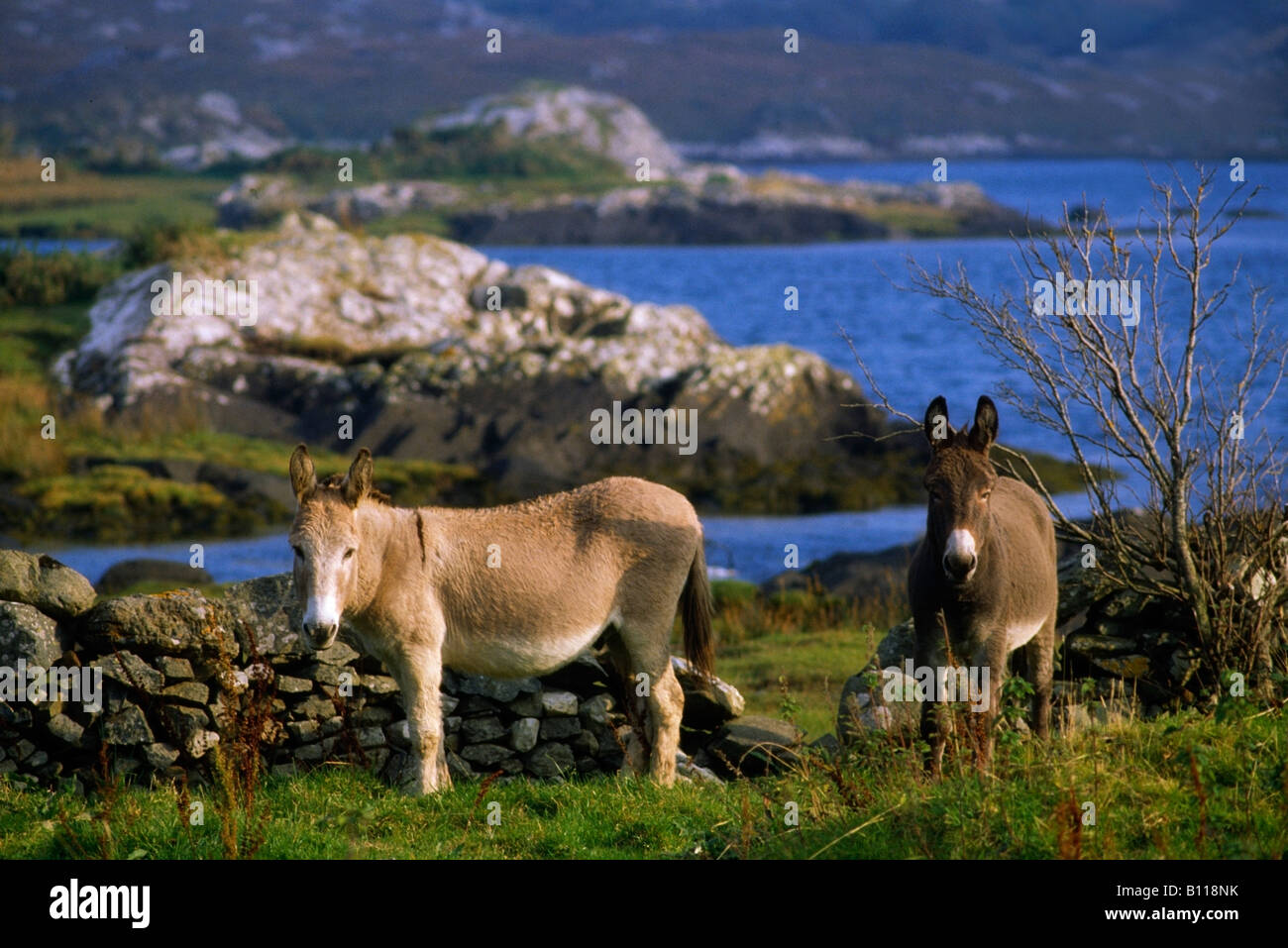Letterfrack, Connemara, County Galway, Ireland, Donkey Stock Photo - Alamy