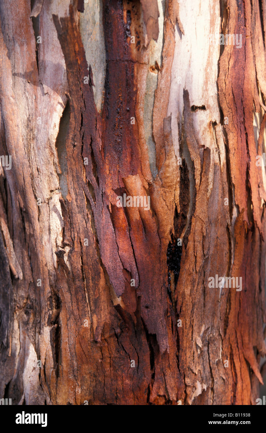 Bark Snow Gum Snowy Mountains New South Wales Australia Stock Photo - Alamy