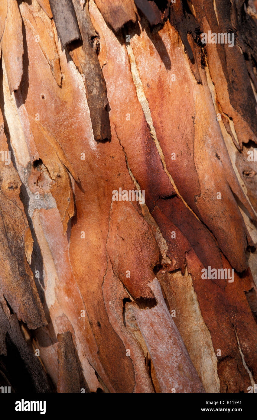 Snow gum tree hi-res stock photography and images - Alamy
