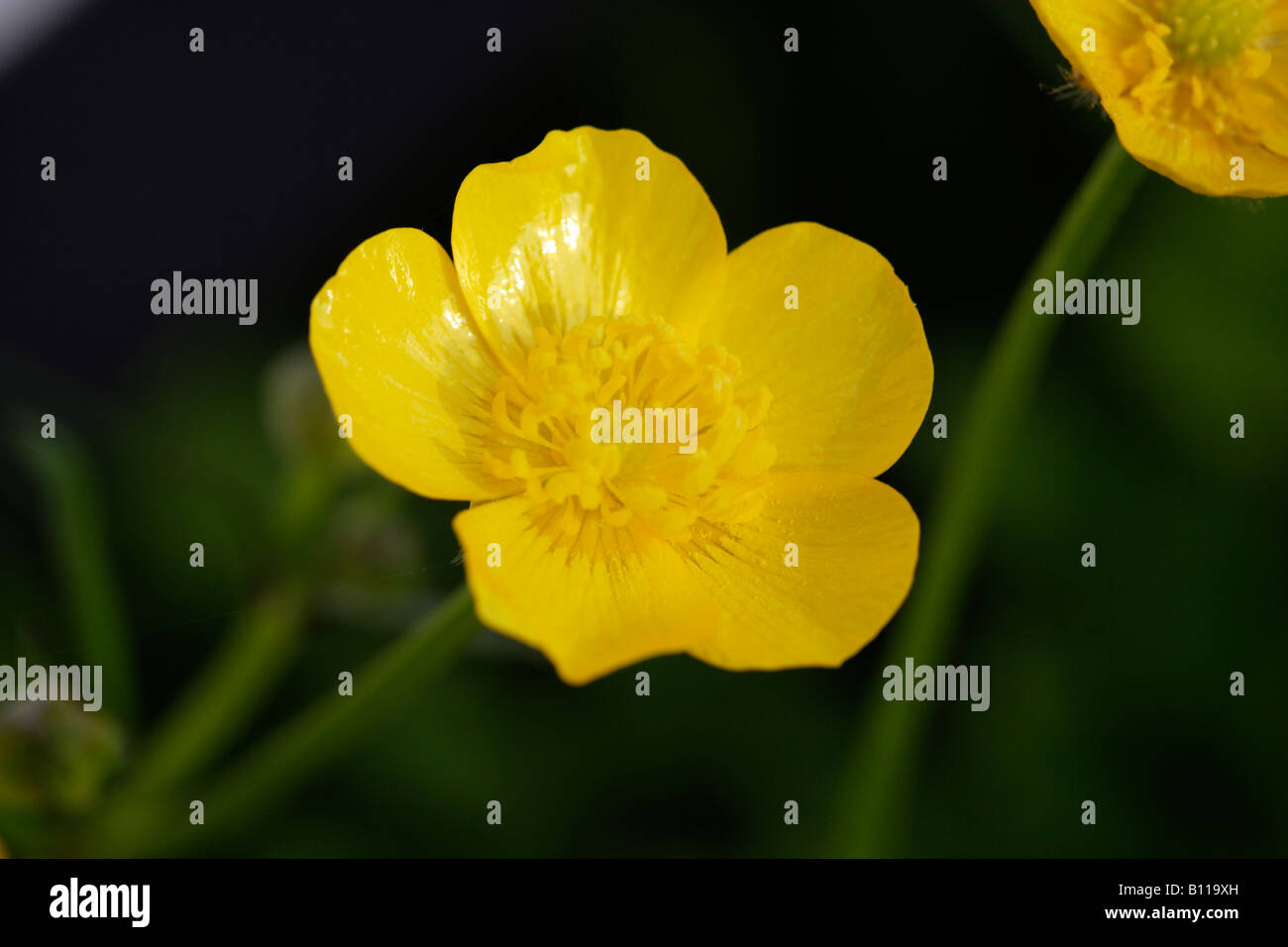 buttercup spring flower Stock Photo - Alamy