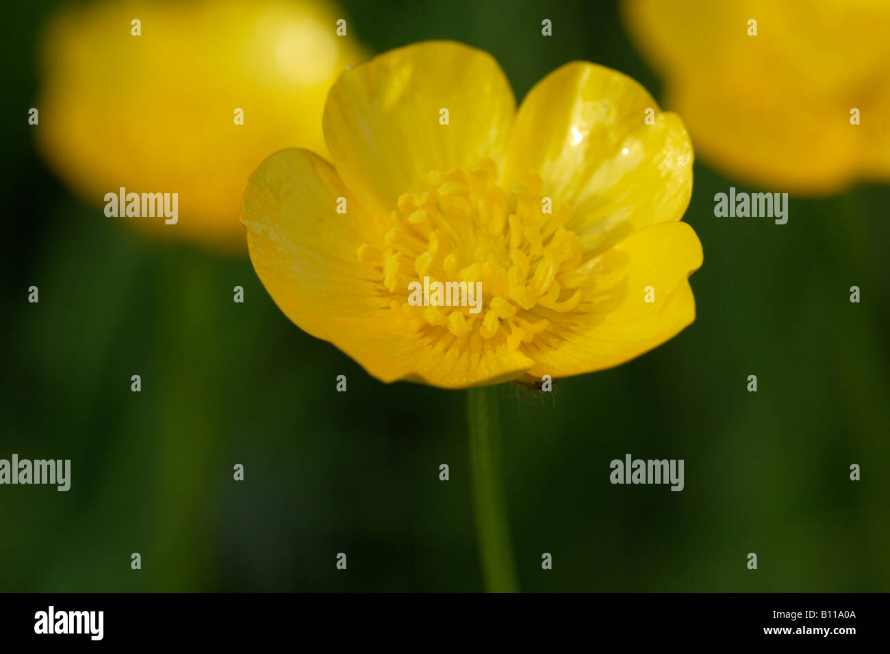 Buttercup spring flower Stock Photo - Alamy