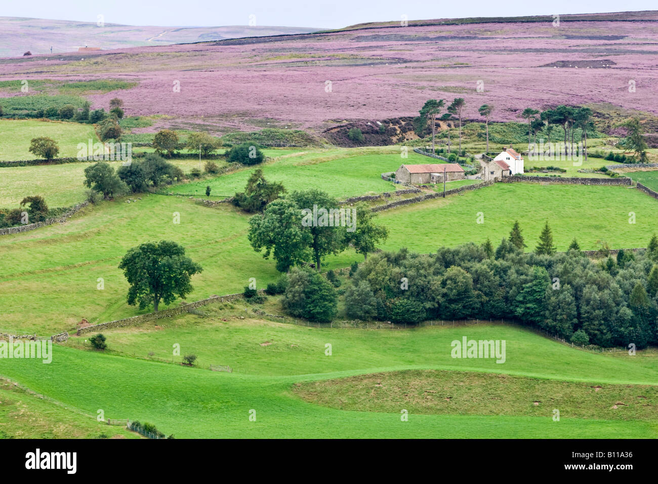 Farm on Commondale Moor with heather growing above the fields. Near ...