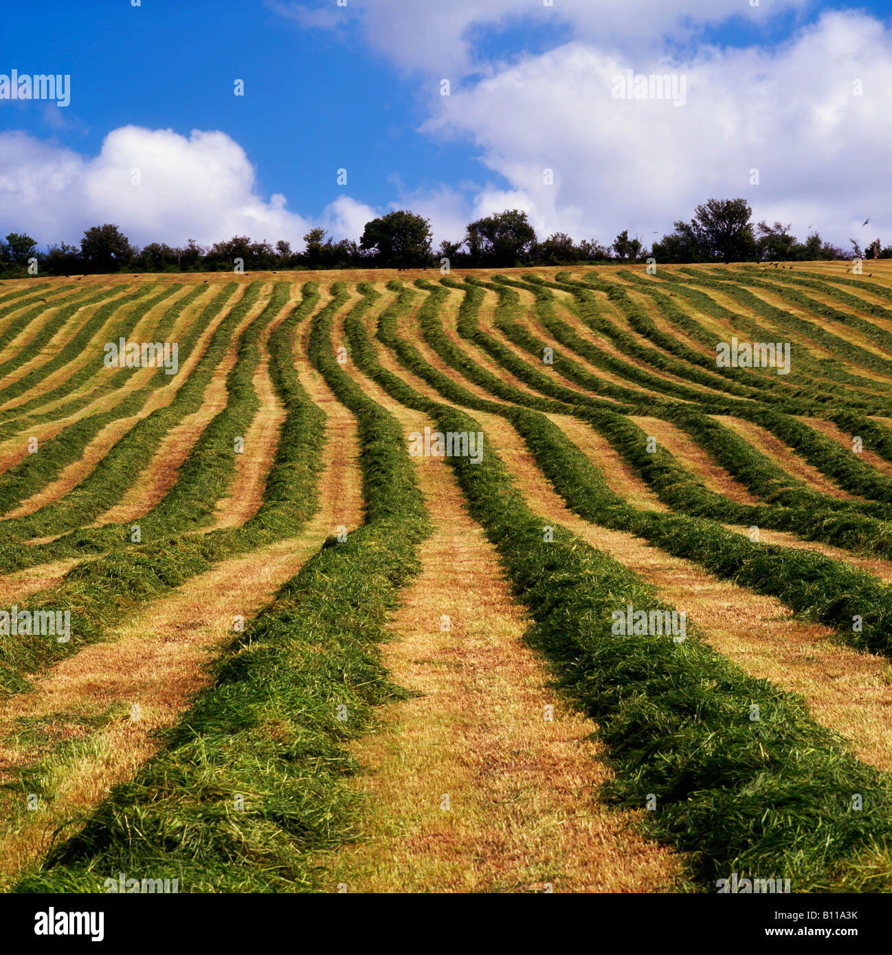 Ireland, Rows of grass for silage Stock Photo - Alamy