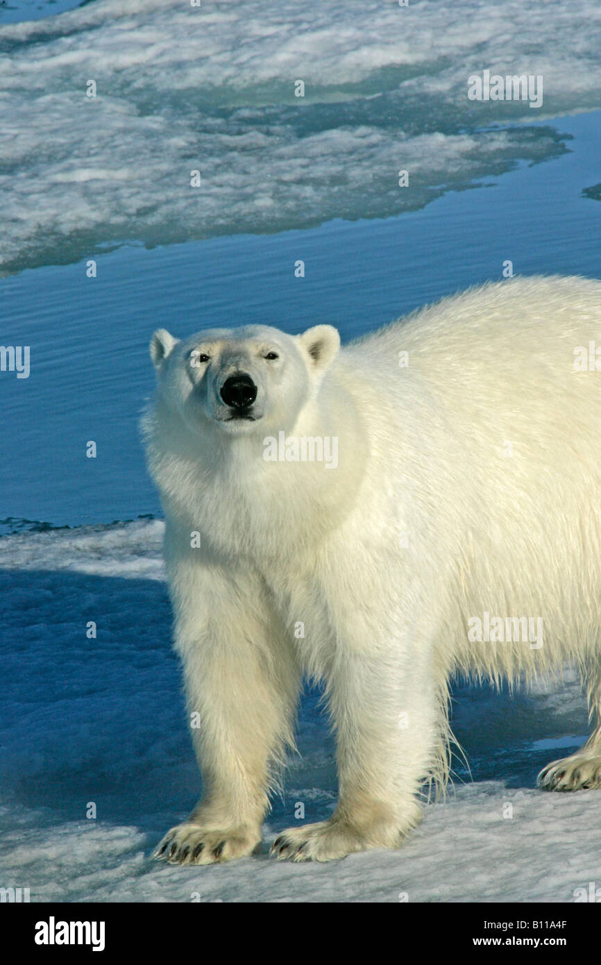 Female Polar Bear on Sea Ice, Svalbard, Norway Stock Photo - Alamy