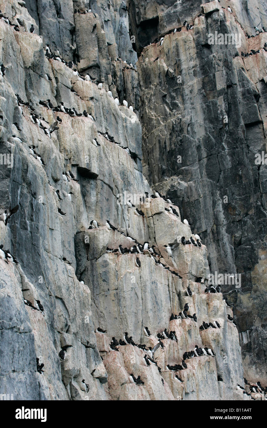 Alkenfjellet Bird Cliff, Svalbard, Norway Stock Photo - Alamy