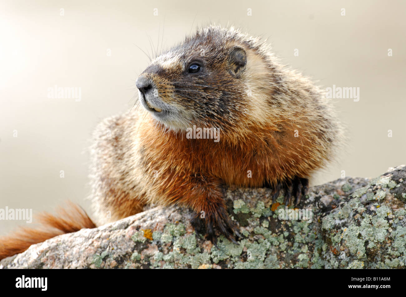 Stock photo of a yellow-bellied marmot sitting on a rock, Yellowstone ...