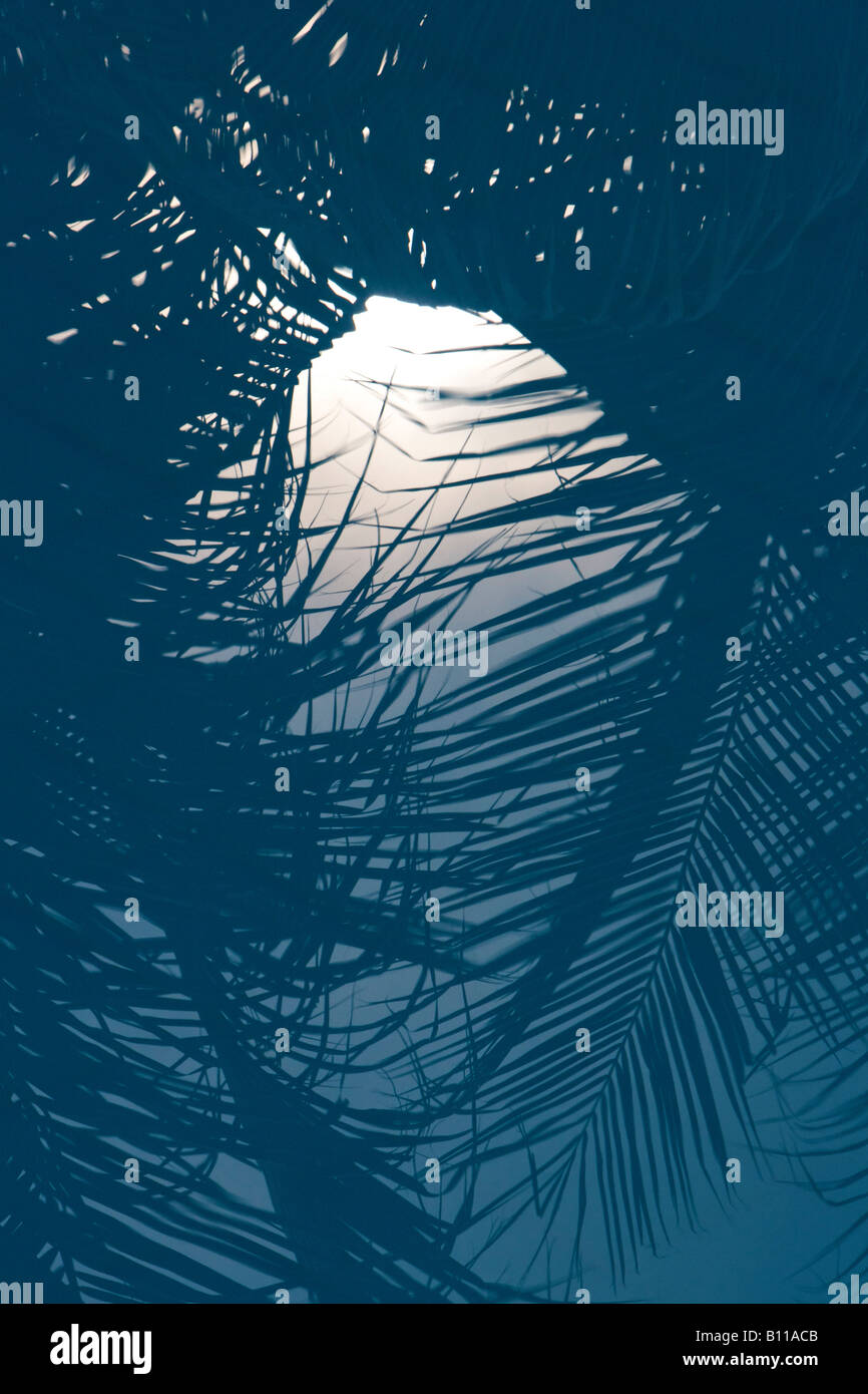 Palm fronds reflected in the surface of a hotel pool, on the island of ...