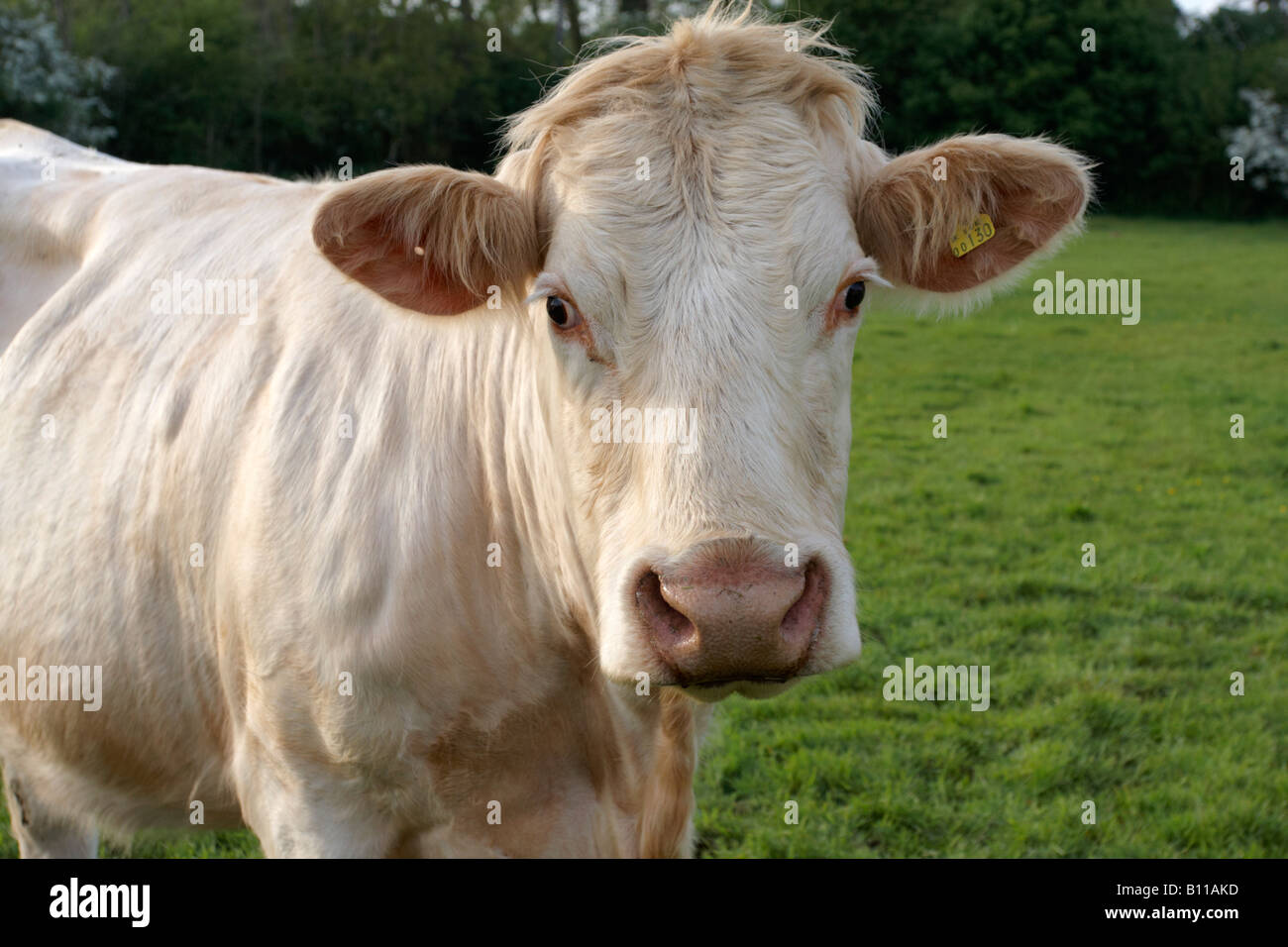 Charollais Beef cow Stock Photo - Alamy