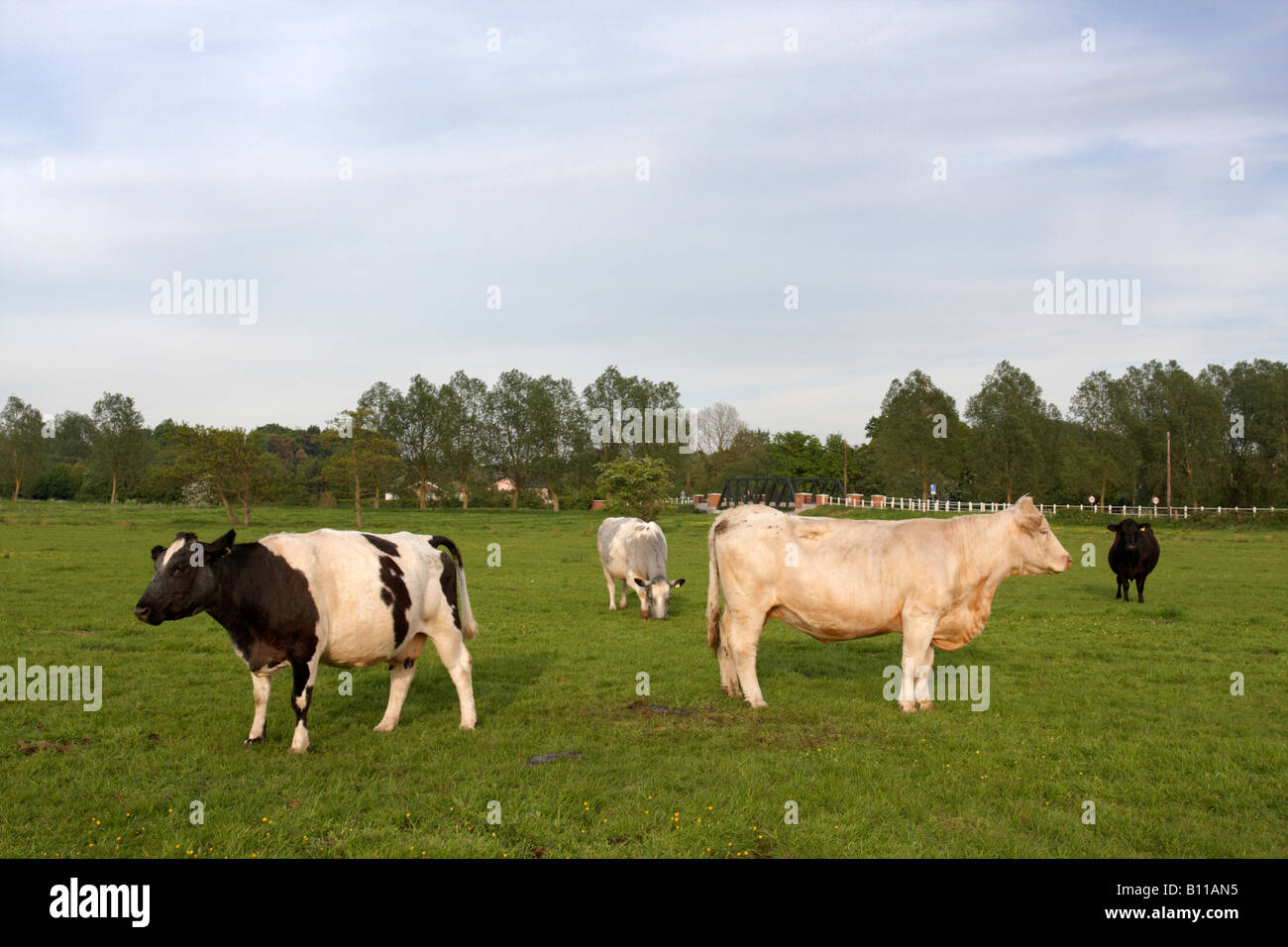 Beef cattle in an English Meadow Stock Photo - Alamy
