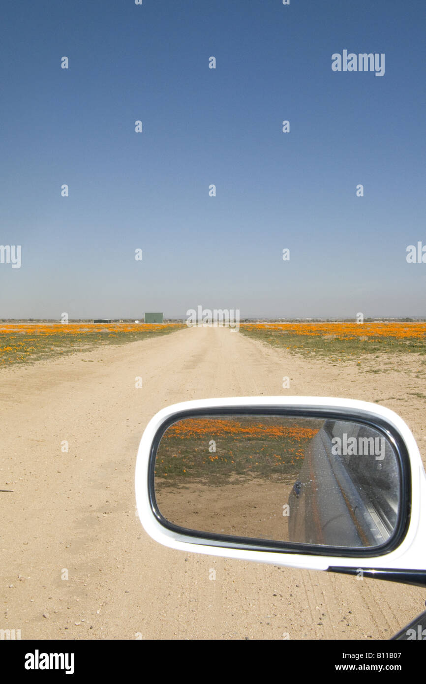 Poppy fields seen through wing mirror of car in desert Stock Photo - Alamy