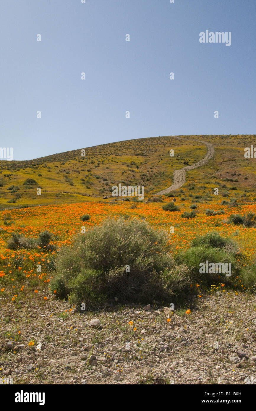 Hillside of poppies in California desert Stock Photo - Alamy