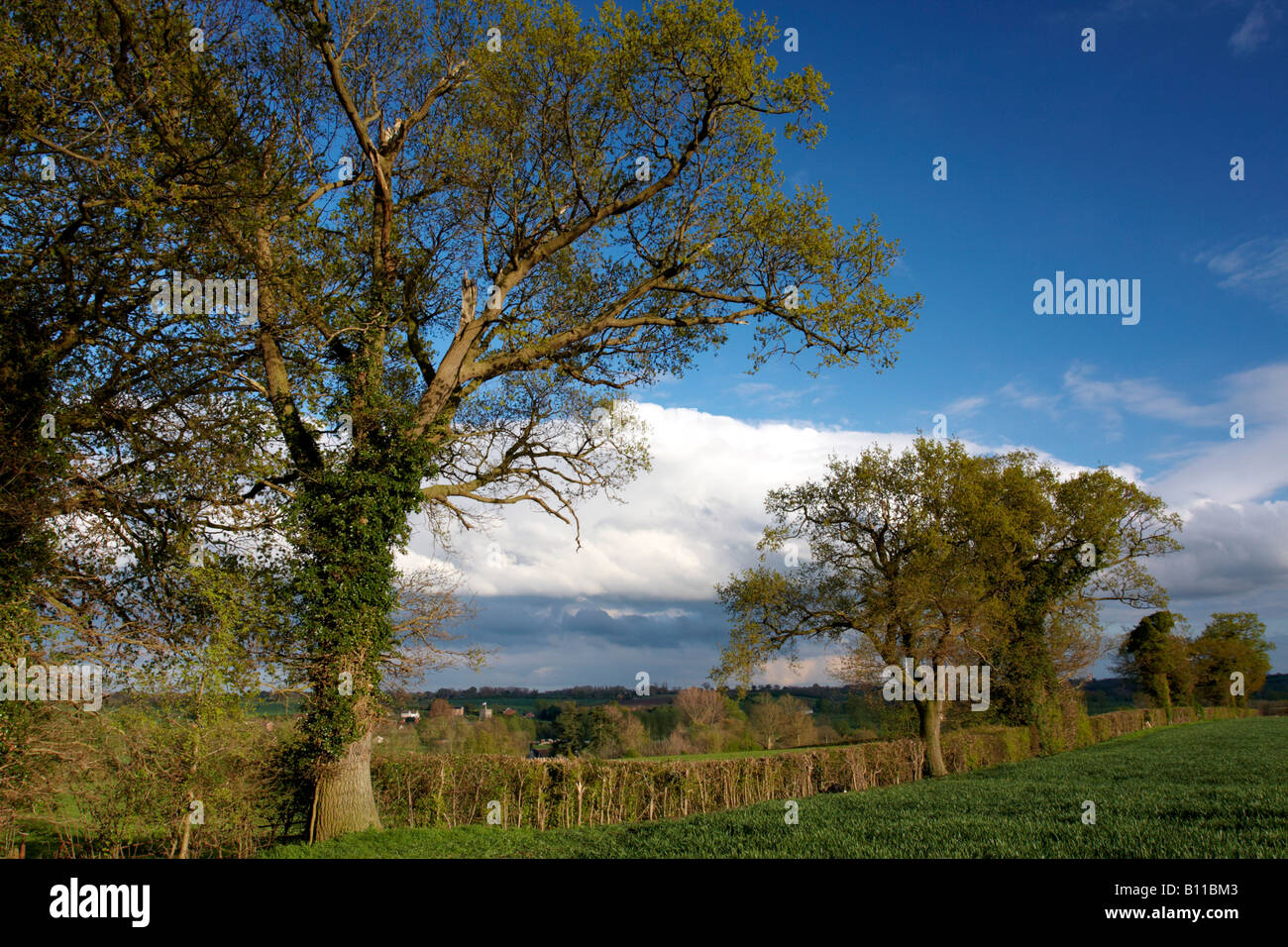 Oak Trees in a Norfolk Hedgerow Stock Photo - Alamy