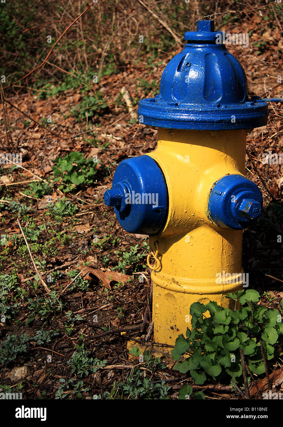 A blue and yellow fire hydrant Stock Photo - Alamy