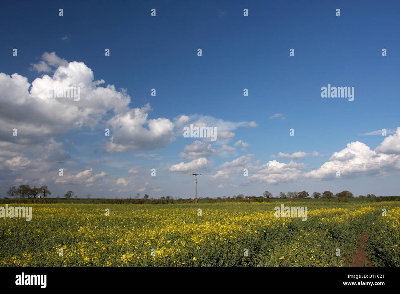 Oilseed Rape Field in Norfolk UK Stock Photo - Alamy
