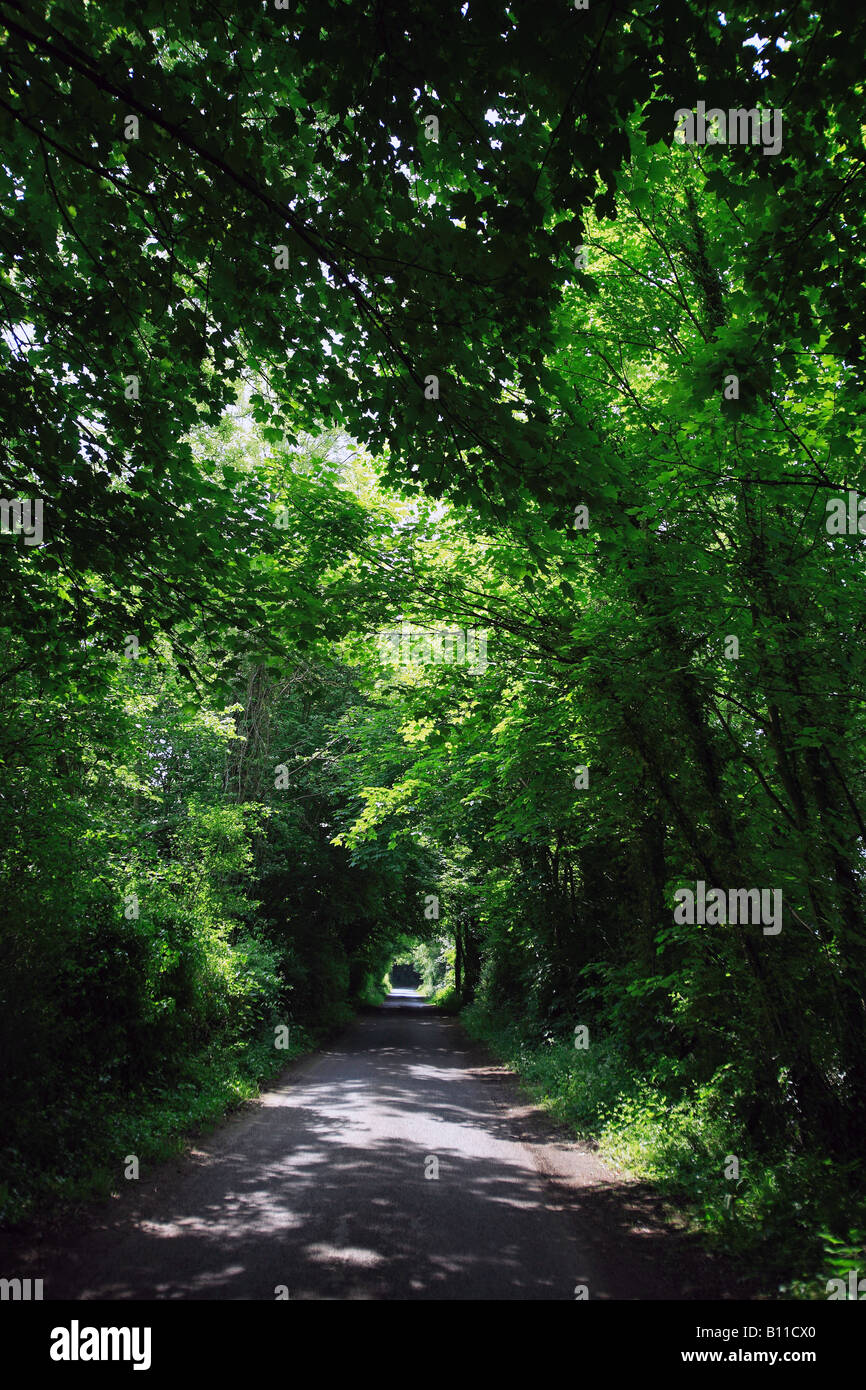 united kingdom west sussex a leafy green english country lane Stock ...