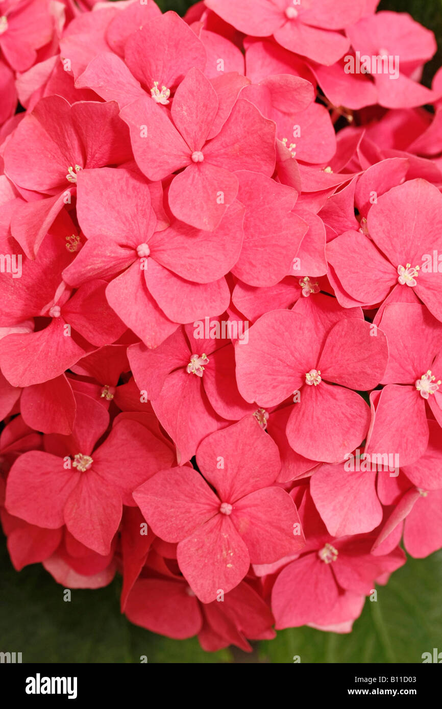 Bigleaf hydrangea Hydrangea macrophylla Stock Photo - Alamy