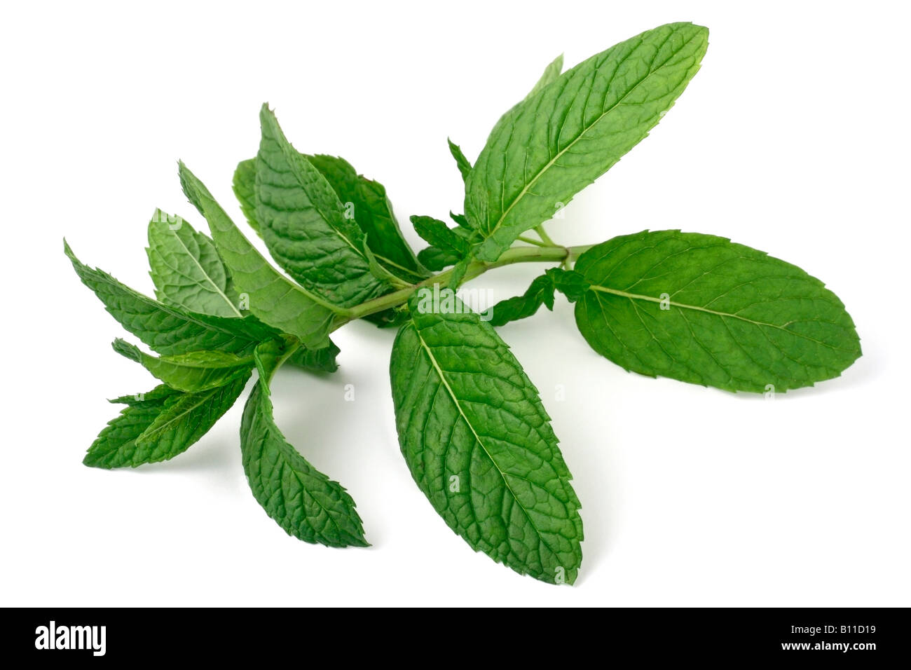 Fresh peppermint leaves Stock Photo - Alamy