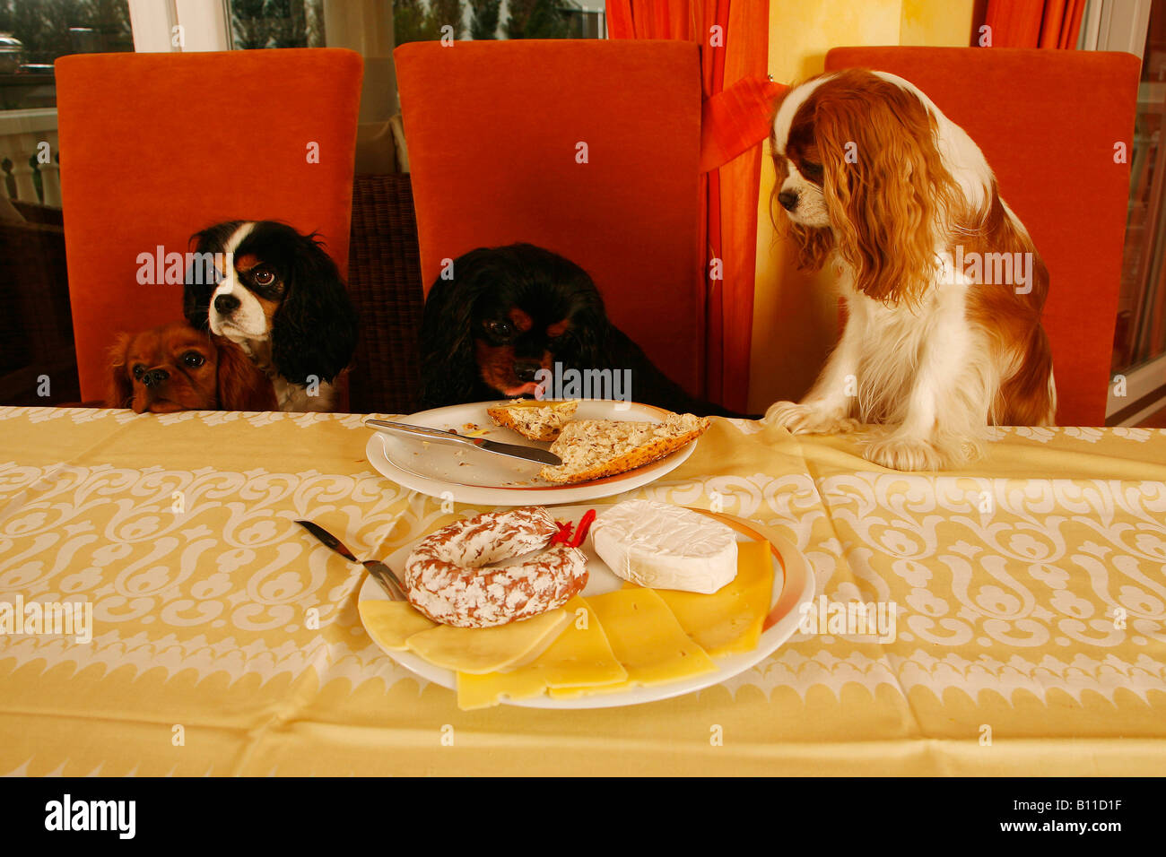 Cavalier King Charles Spaniel at breakfast table Stock Photo - Alamy