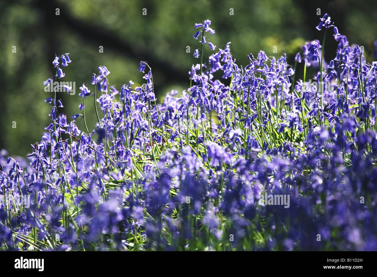 close-up shot of English Bluebells Stock Photo - Alamy