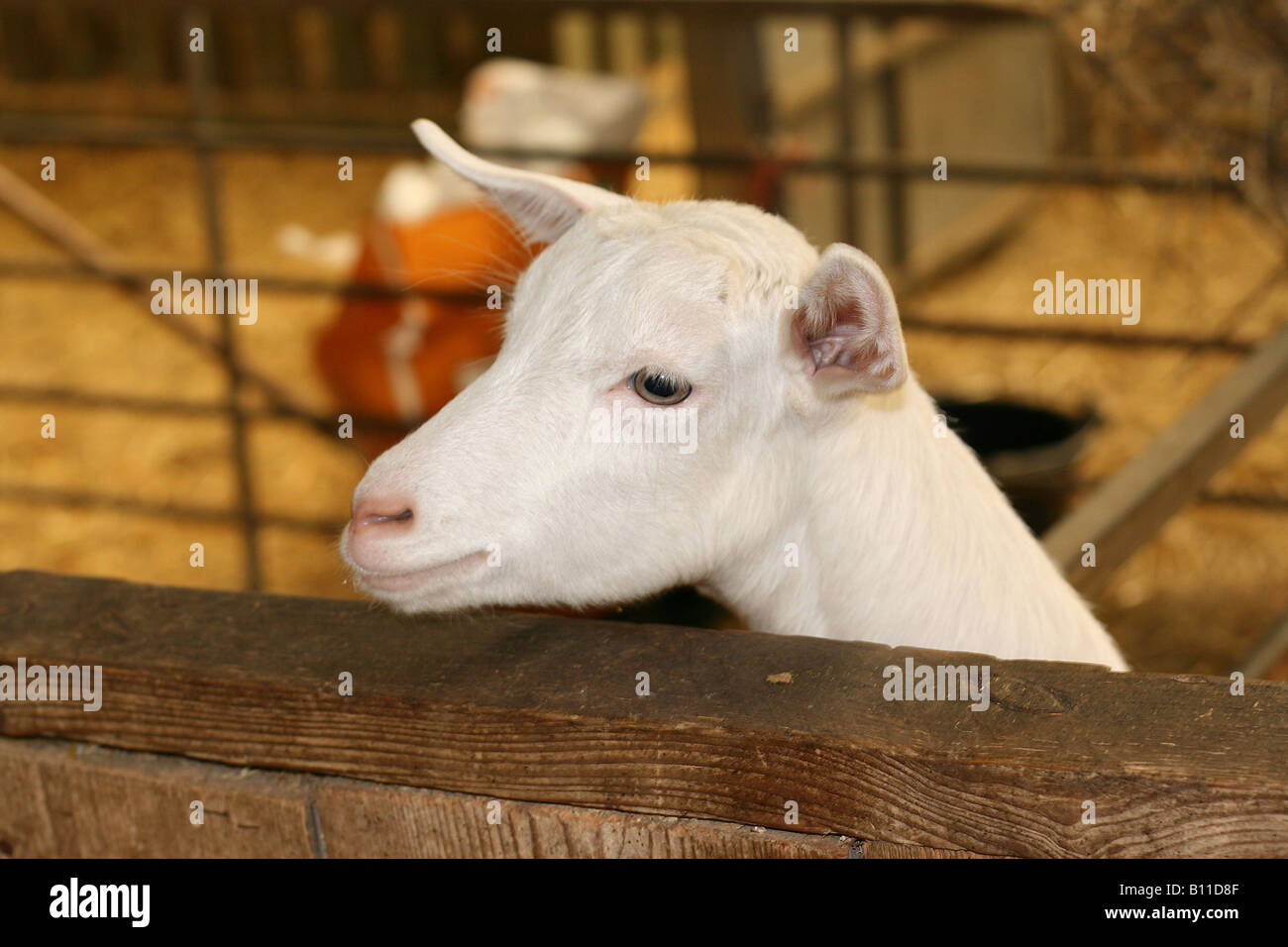 young goat looking over a fence at a childrens farm Stock Photo - Alamy