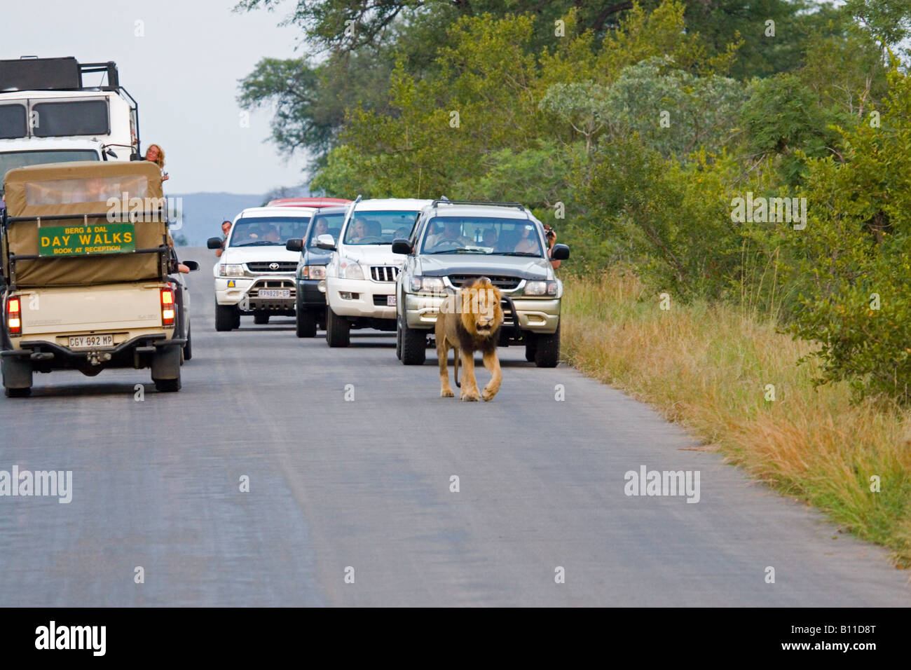 Car the lion king hi-res stock photography and images - Alamy