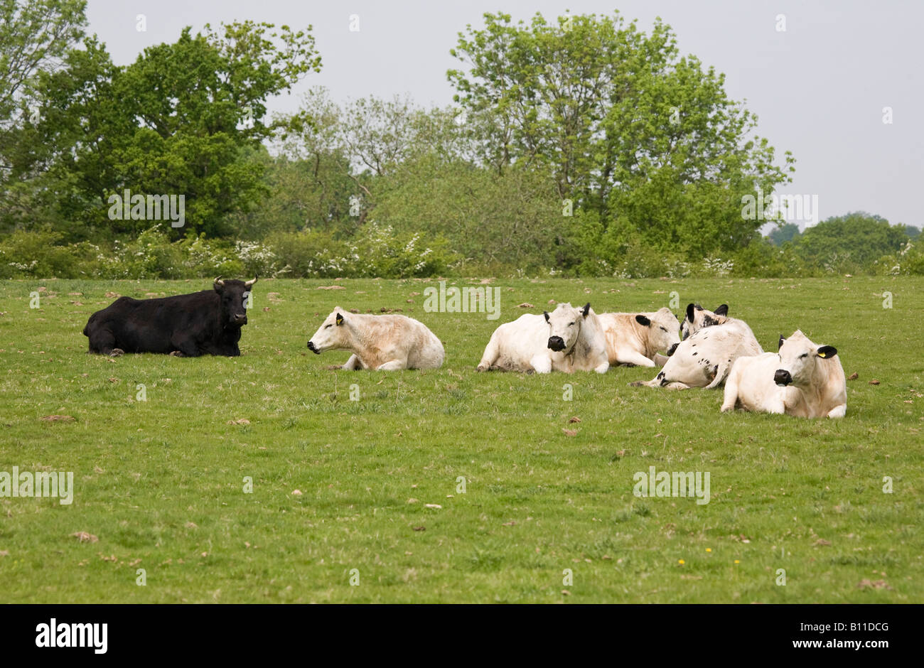 Part of a herd of British White cattle and black Bull lying down in a ...