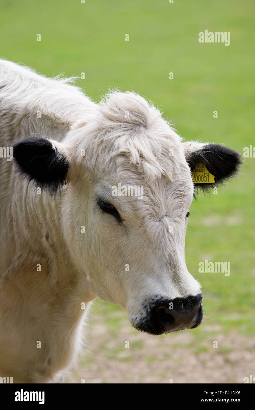 Portrait of a single British White heifer in Spring. Sussex, England ...