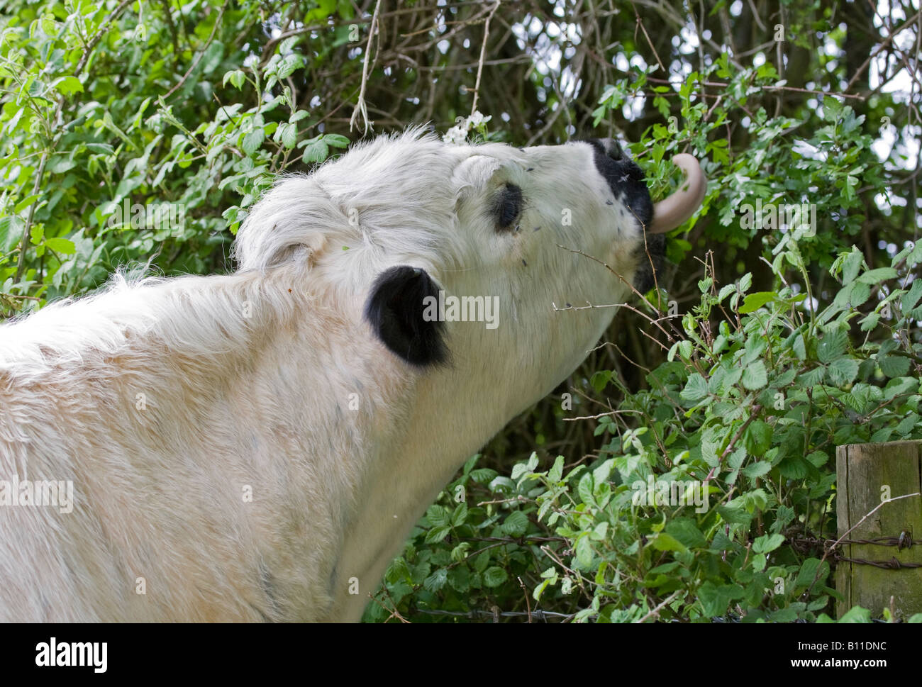 British white cow hi-res stock photography and images - Alamy