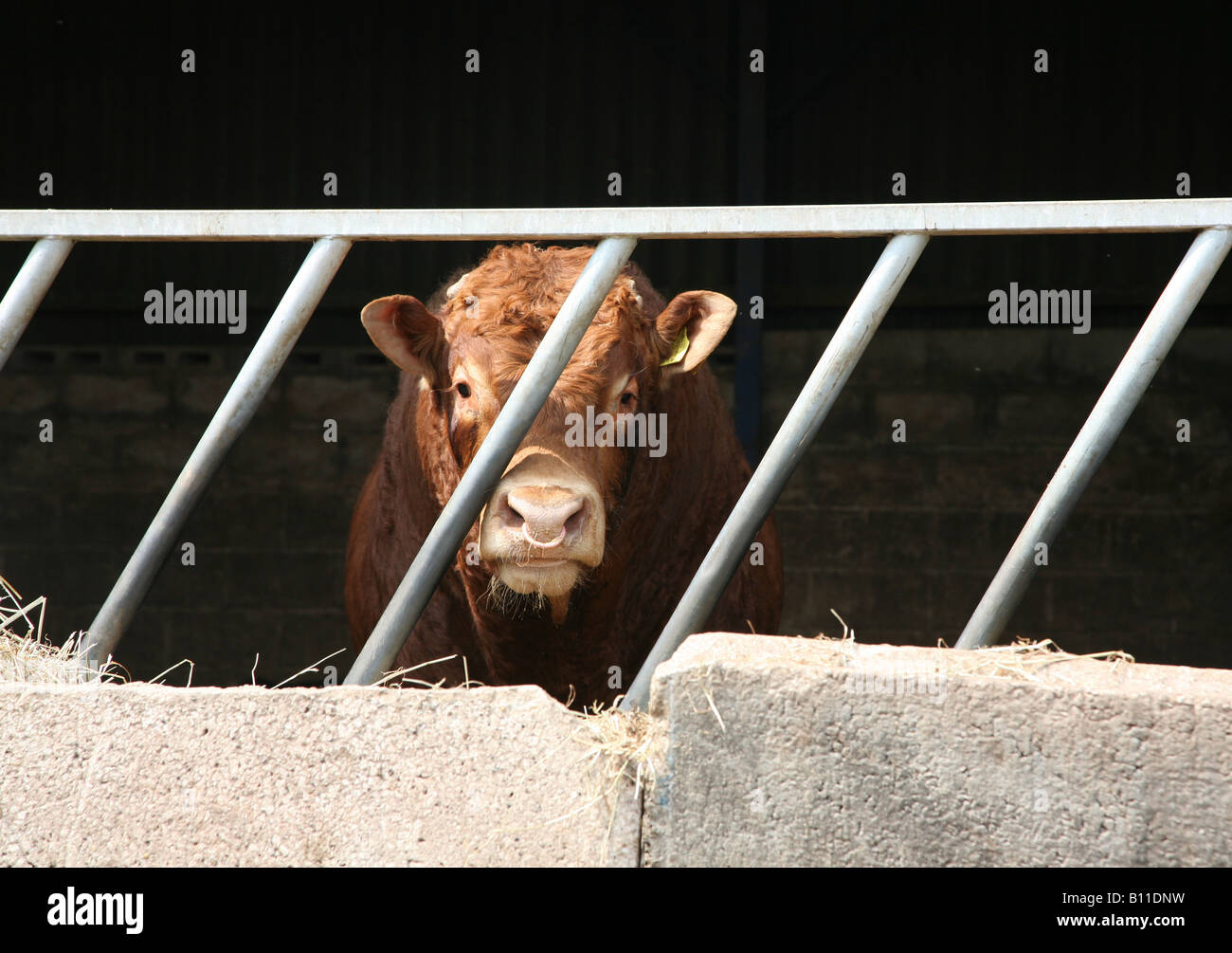 Bull in a pen Stock Photo - Alamy