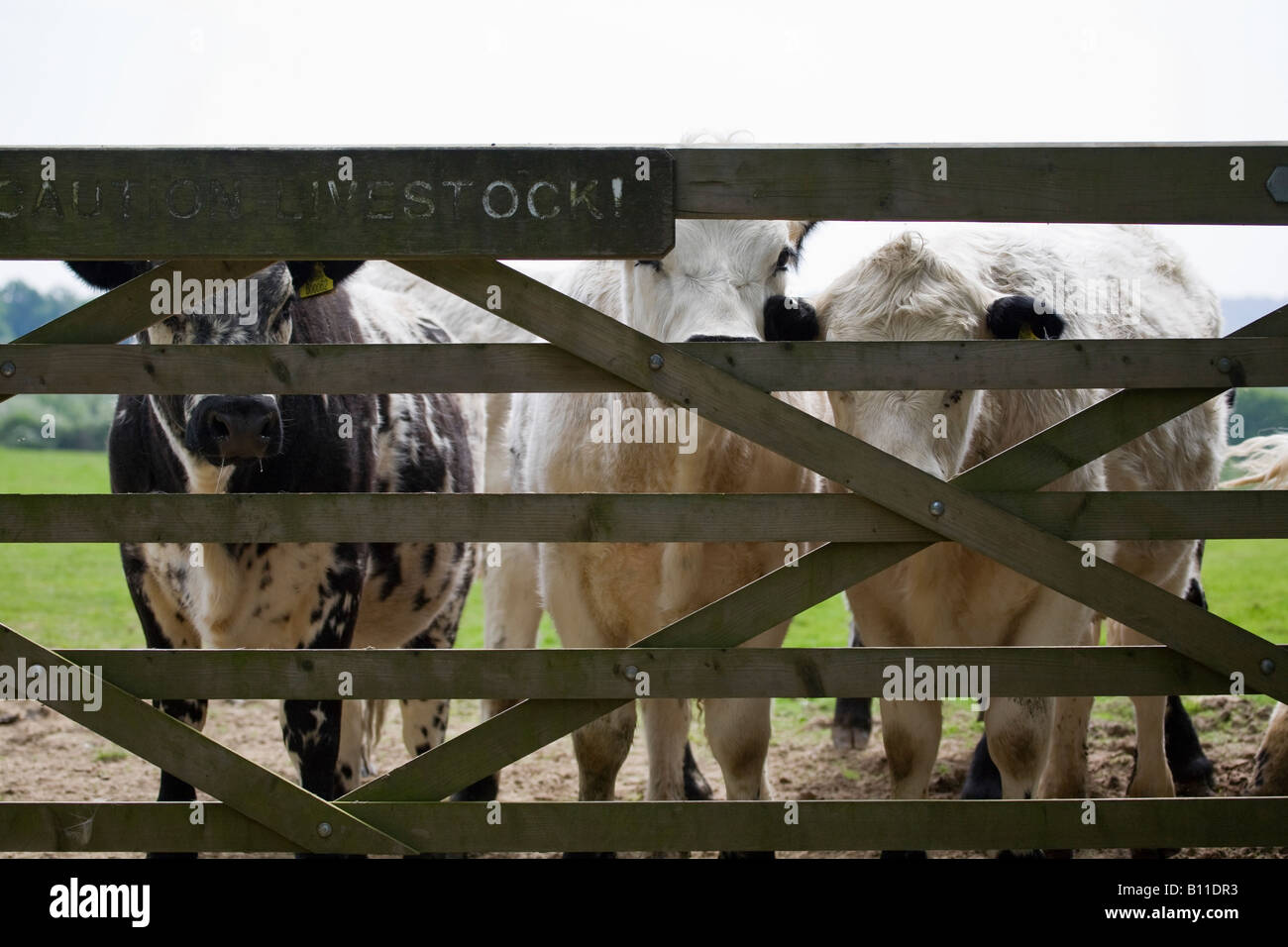 A Mixed Herd Of British White And Friesian Cattle Standing Behind A