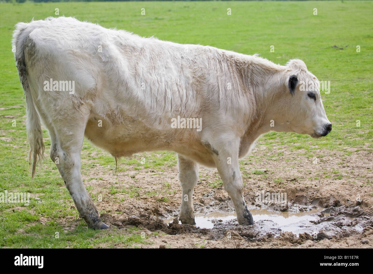A single British White heifer paddling in a puddle in field in Spring ...