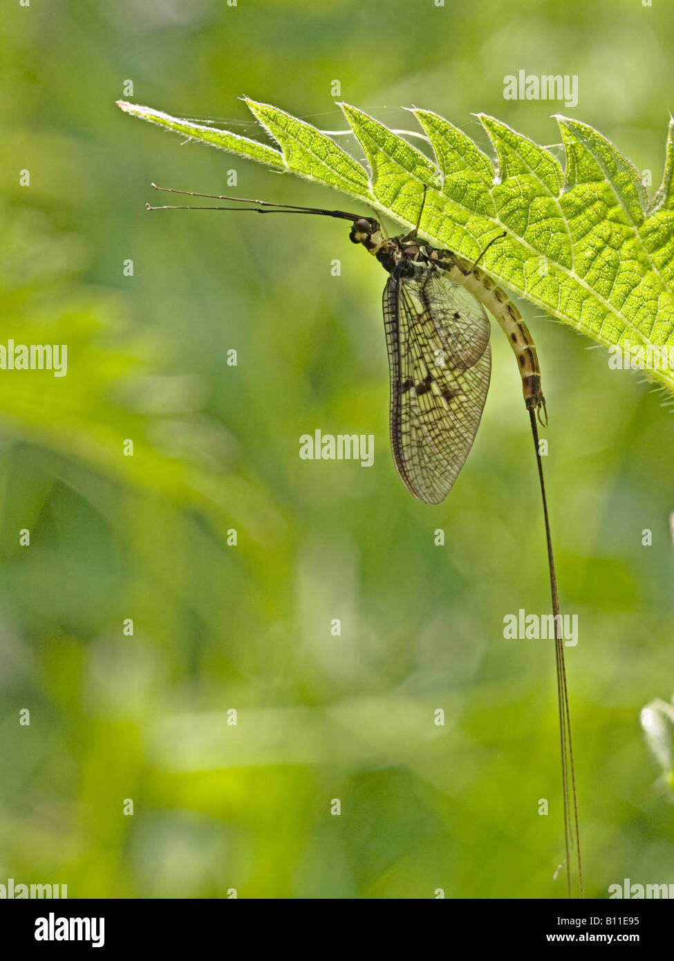 Mayfly Ephemera danica (Ephemeridae) resting on the underside of a ...