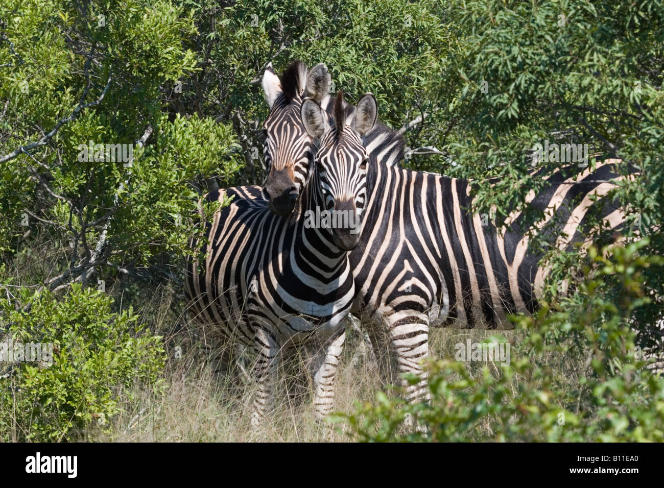 Zebra in Love Stock Photo - Alamy