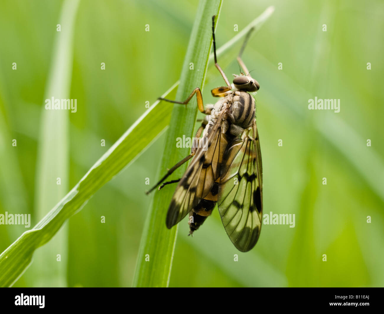 Female Snipe fly Rhagio scolopacea (Rhagionidae Stock Photo - Alamy