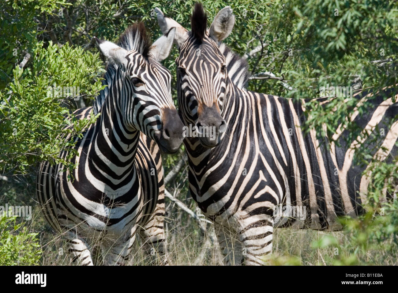 Keep Calm And Love Zebras