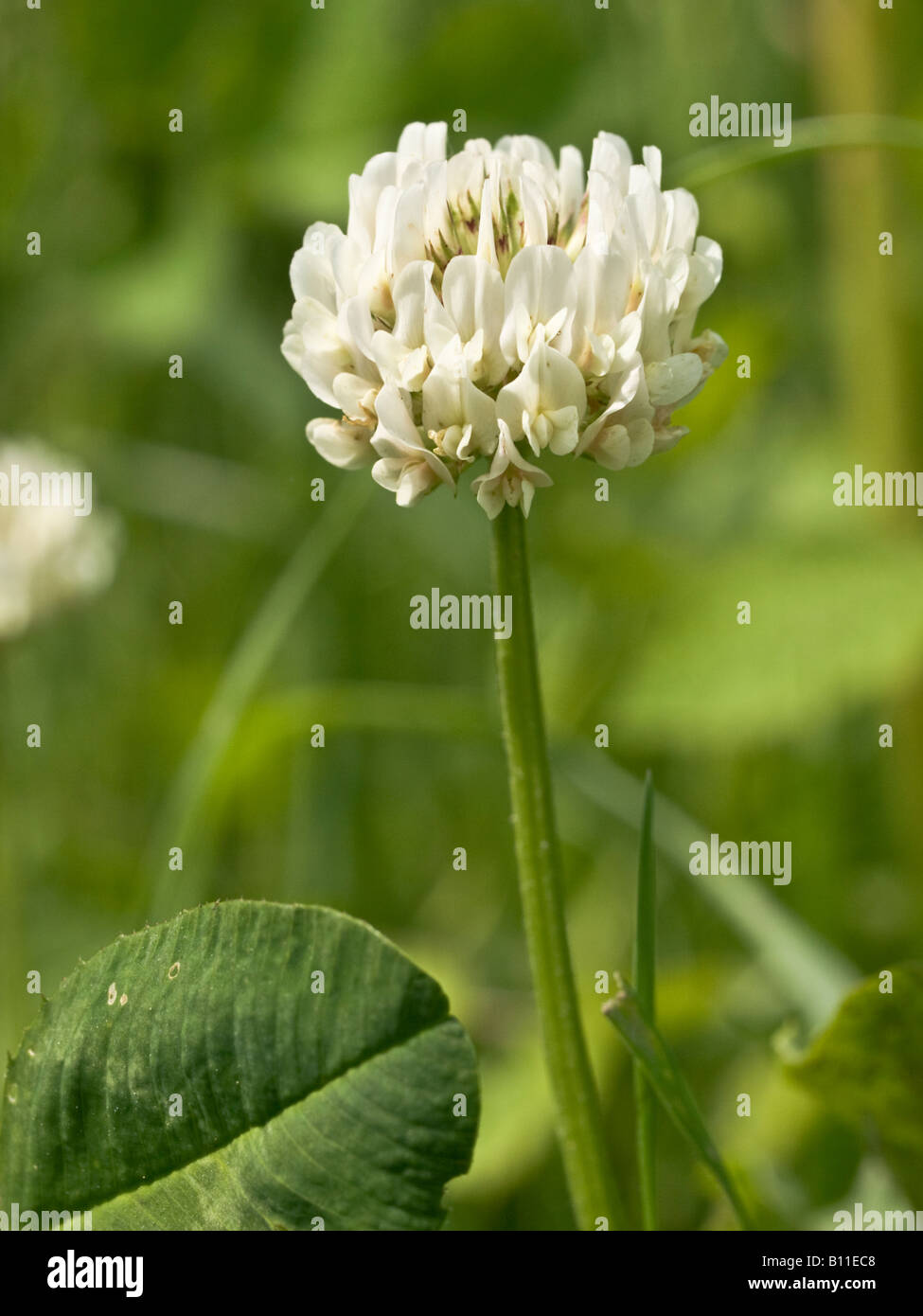 White Clover Trifolium Repens High Resolution Stock Photography and ...