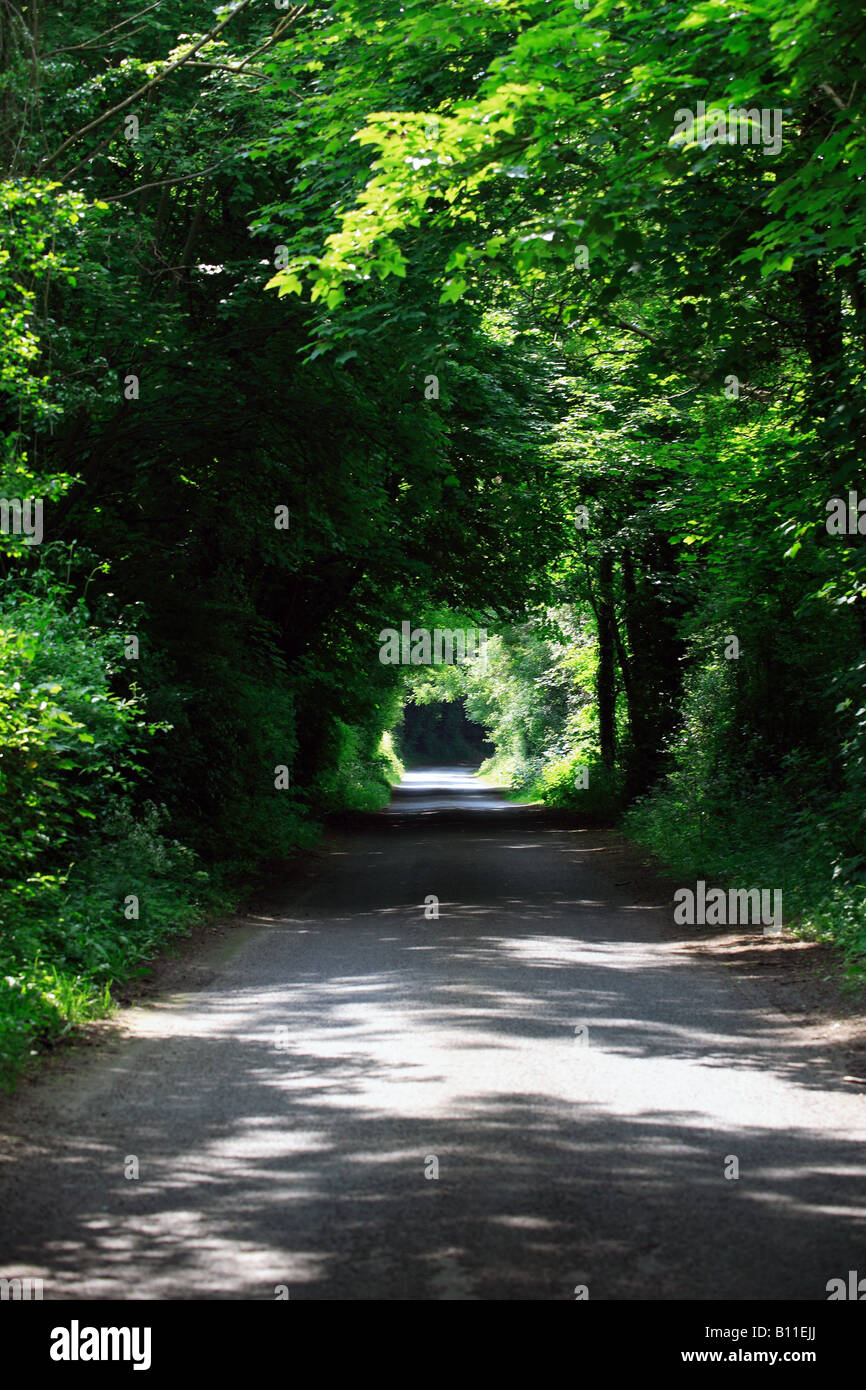 united kingdom west sussex a leafy green english country lane Stock ...