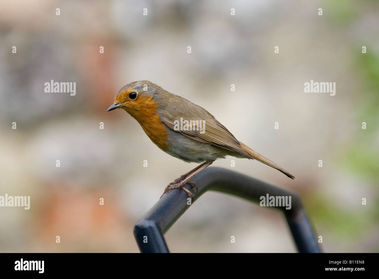 Garden redbreast hi-res stock photography and images - Alamy
