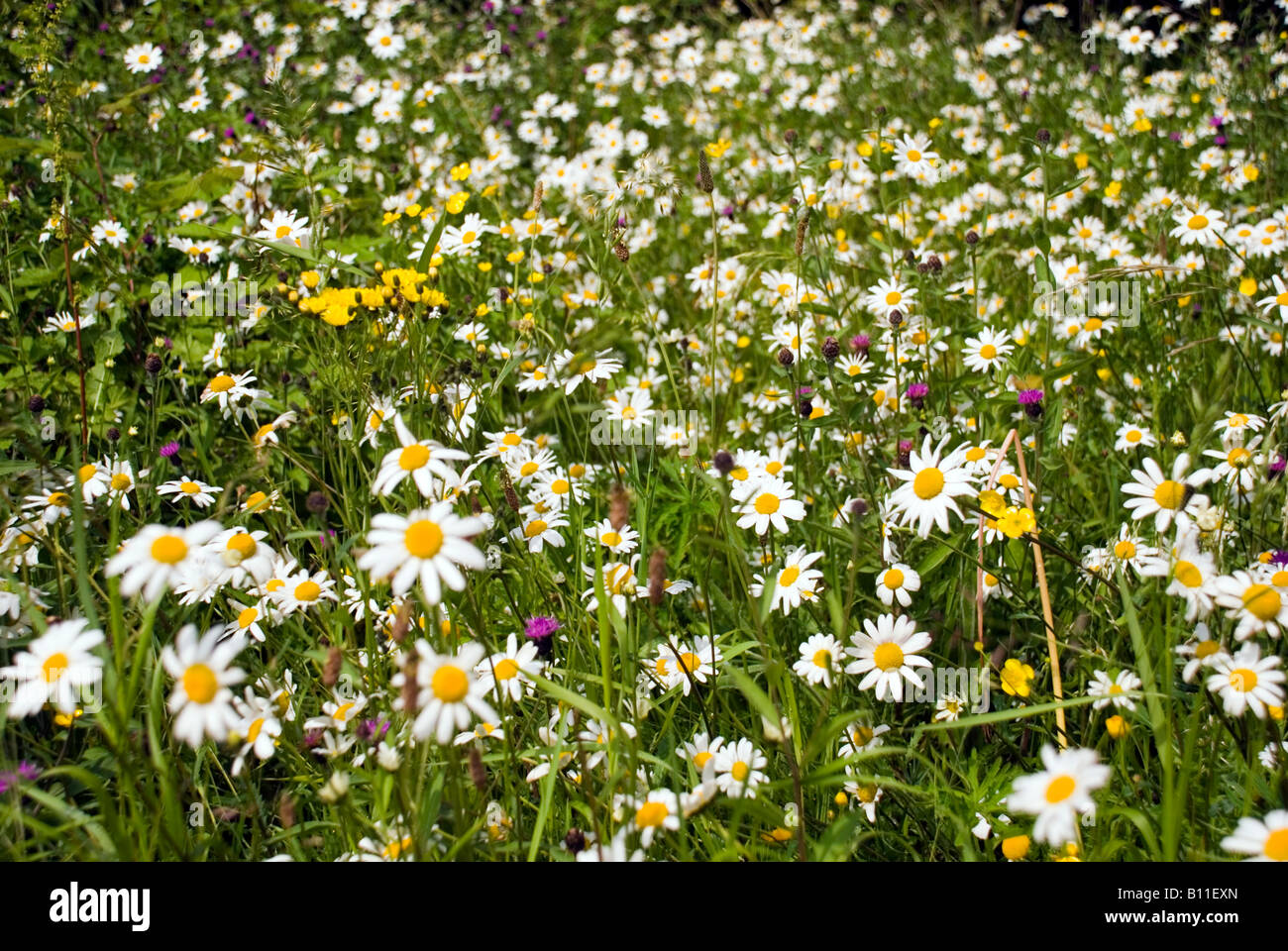 Batheaston Bath BaNES England UK Wild flowers in a meadow Stock Photo ...