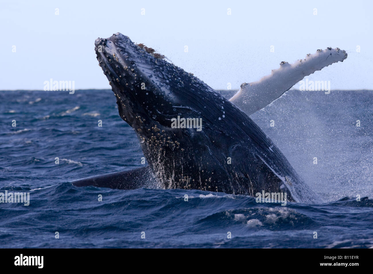 A humpback whale leaping from the sea Stock Photo - Alamy
