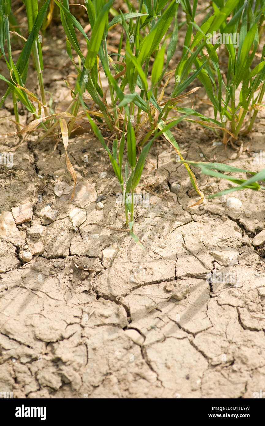 crop growing in dry clay Stock Photo - Alamy