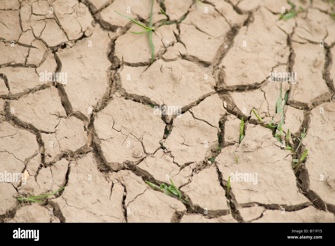 crop growing in dry clay Stock Photo - Alamy