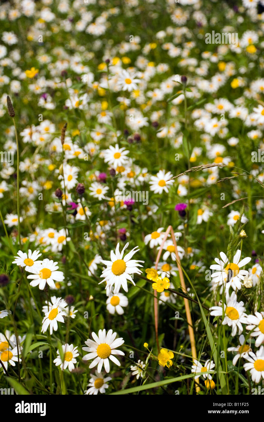 Batheaston Bath BaNES England UK Wild flowers in a meadow Stock Photo ...